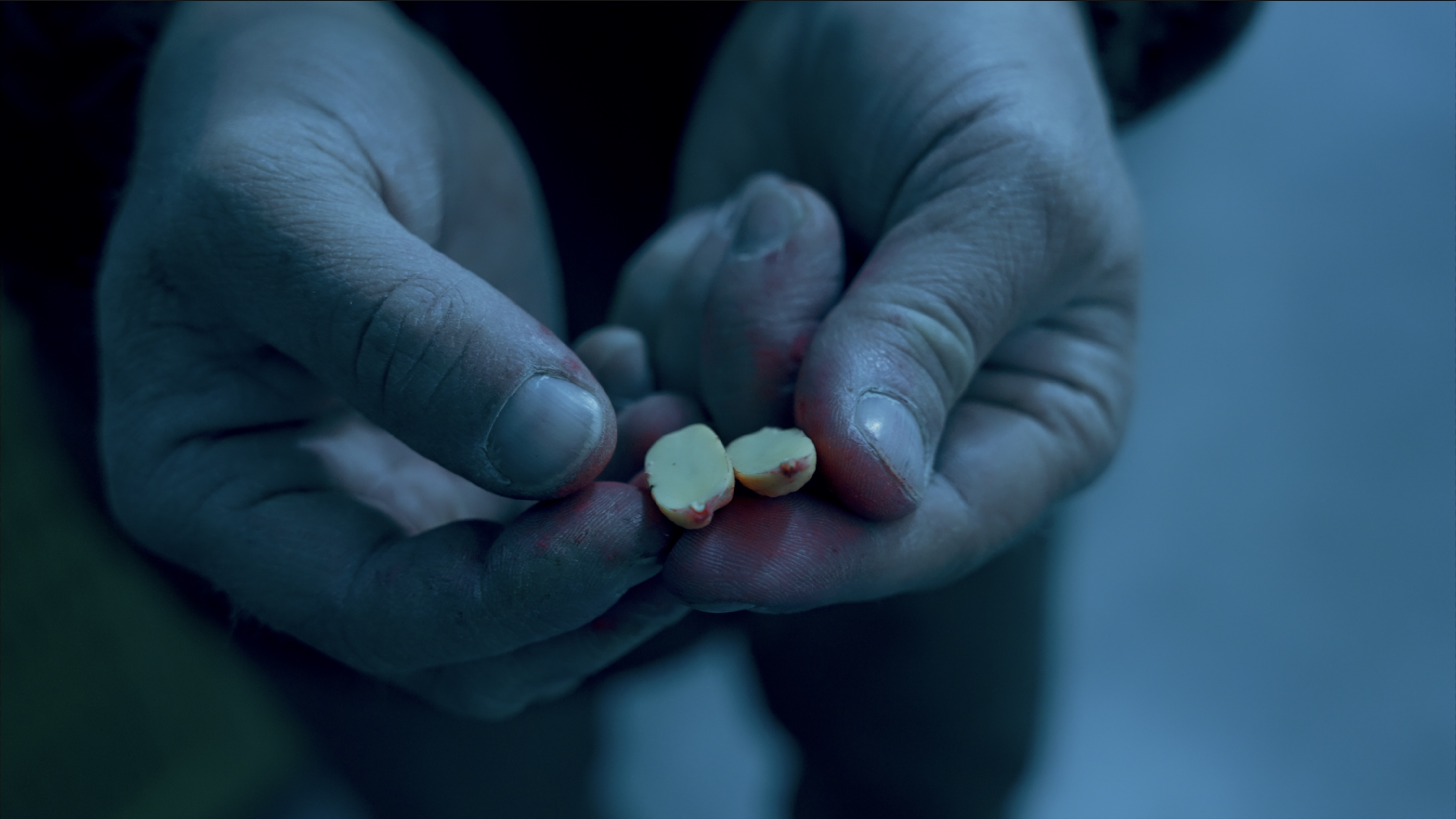 Kambium 1492 | MFDF Ji.hlava